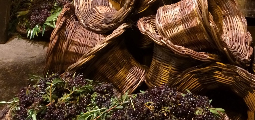 Madeira grapes and baskets - Madeira Wine and Dine