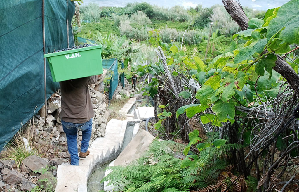 Hard work carrying grapes in Madeira Justino's - Madeira Wine and Dine